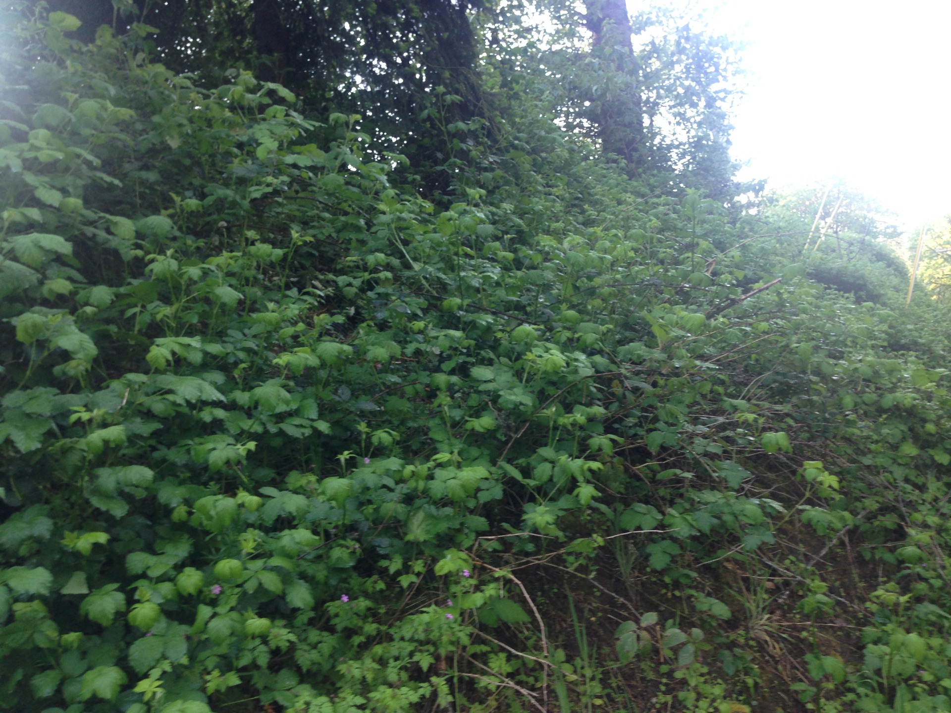 Local Blackberry Removal in Portland, Gresham & Milwaukie | My Green Pros